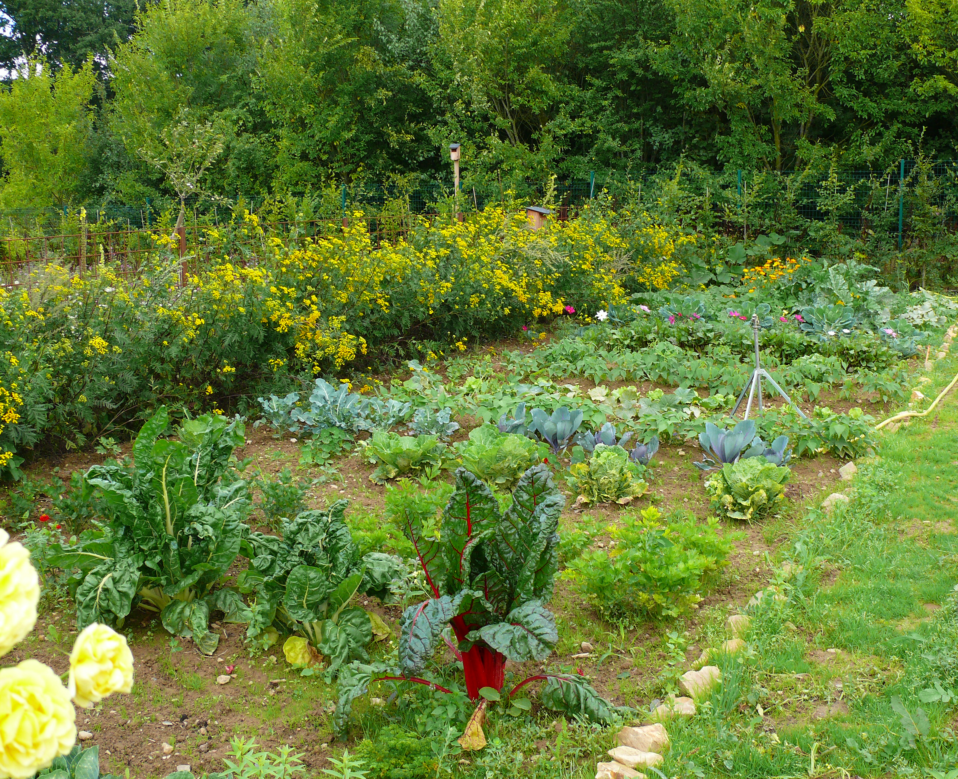 Envie d’un potager